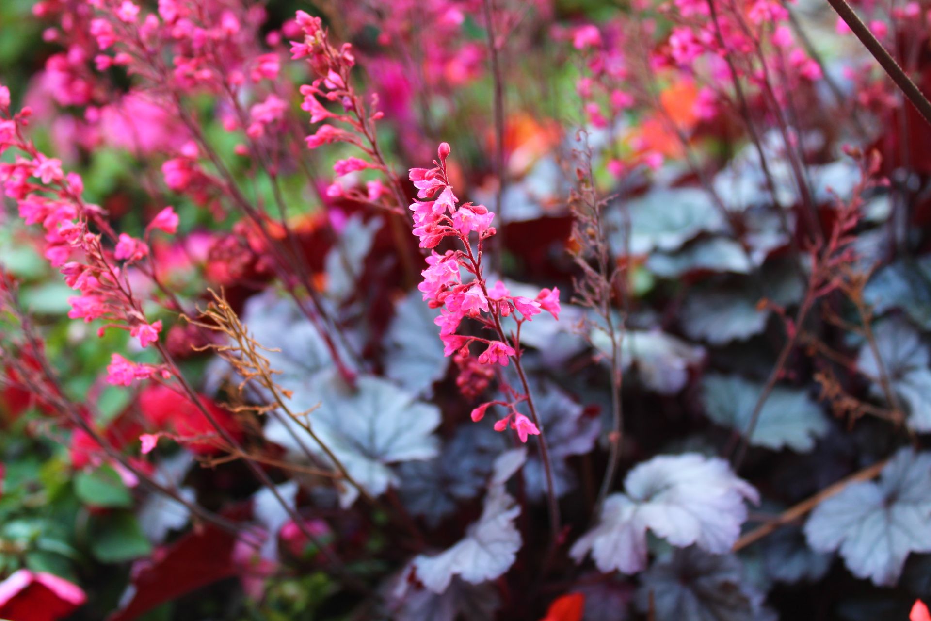 8 Best Filler Plants For Container Gardening - And How to Help Them ...