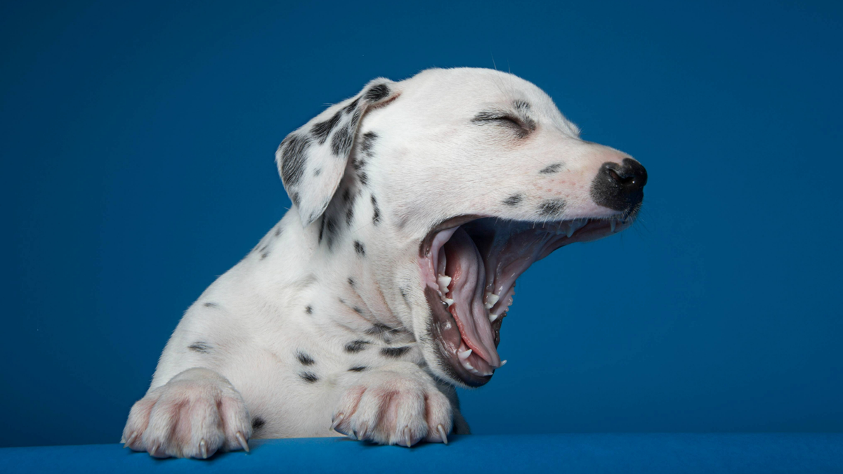 I’ve been a vet for 13 years – here are the wildest dog facts I’ve come ...