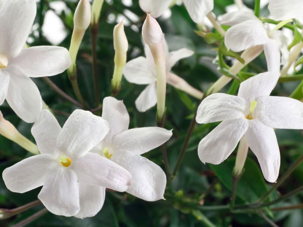 Jasmine Fertilizing Time - How And What To Feed Jasmine Plants ...