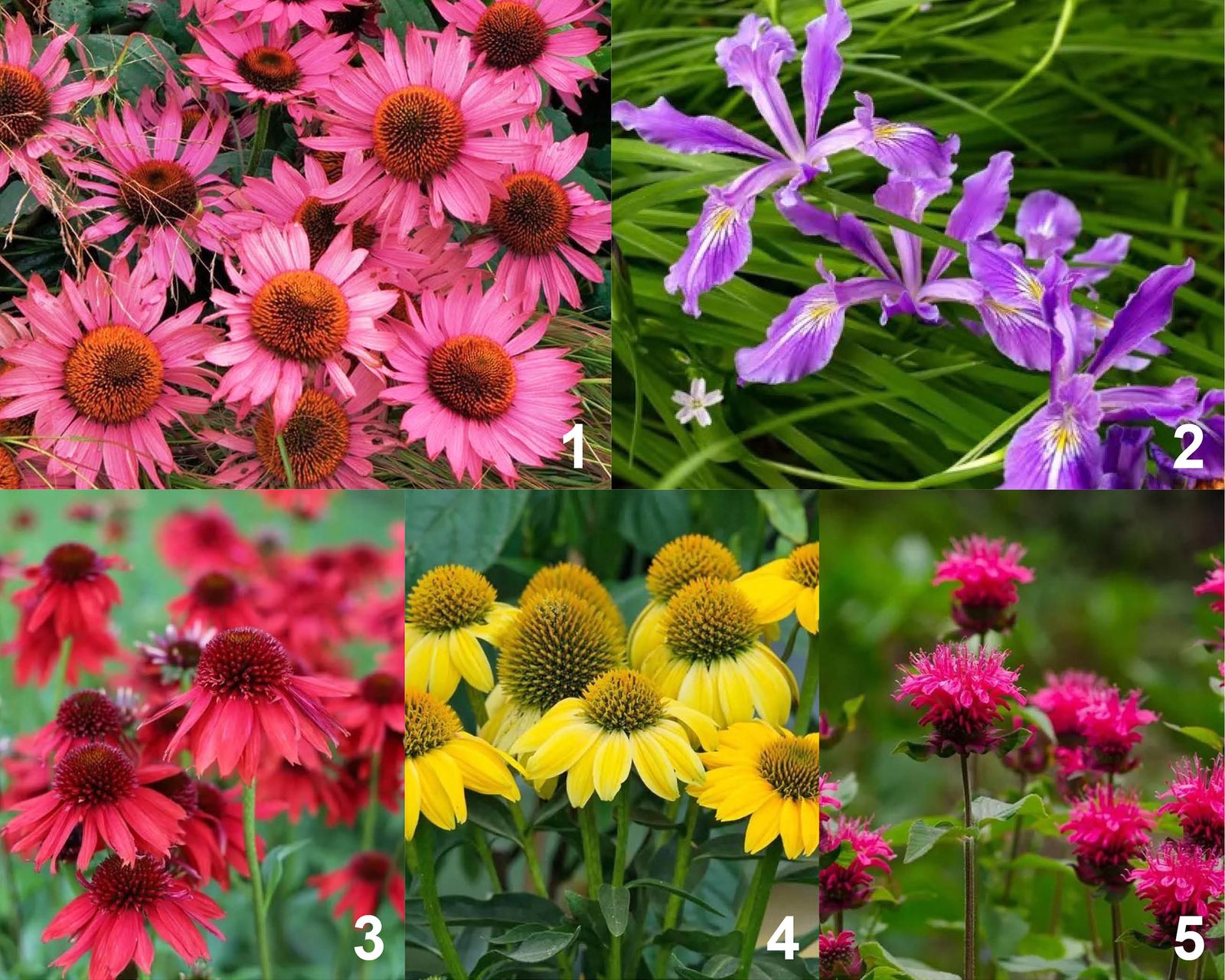Grow A Native Cut Flower Garden: 5 Planting Recipes | Gardening Know How
