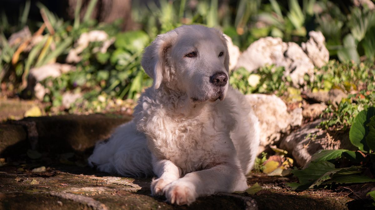 32 unpopular dog breeds | PetsRadar