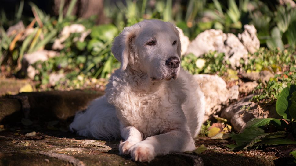 32 unpopular dog breeds | PetsRadar