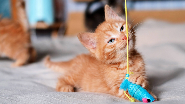 How to play with a cat the right way | PetsRadar
