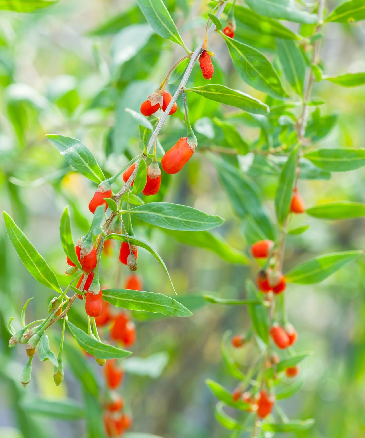 How to grow goji berries – the easygoing oriental superfruit | Homes ...