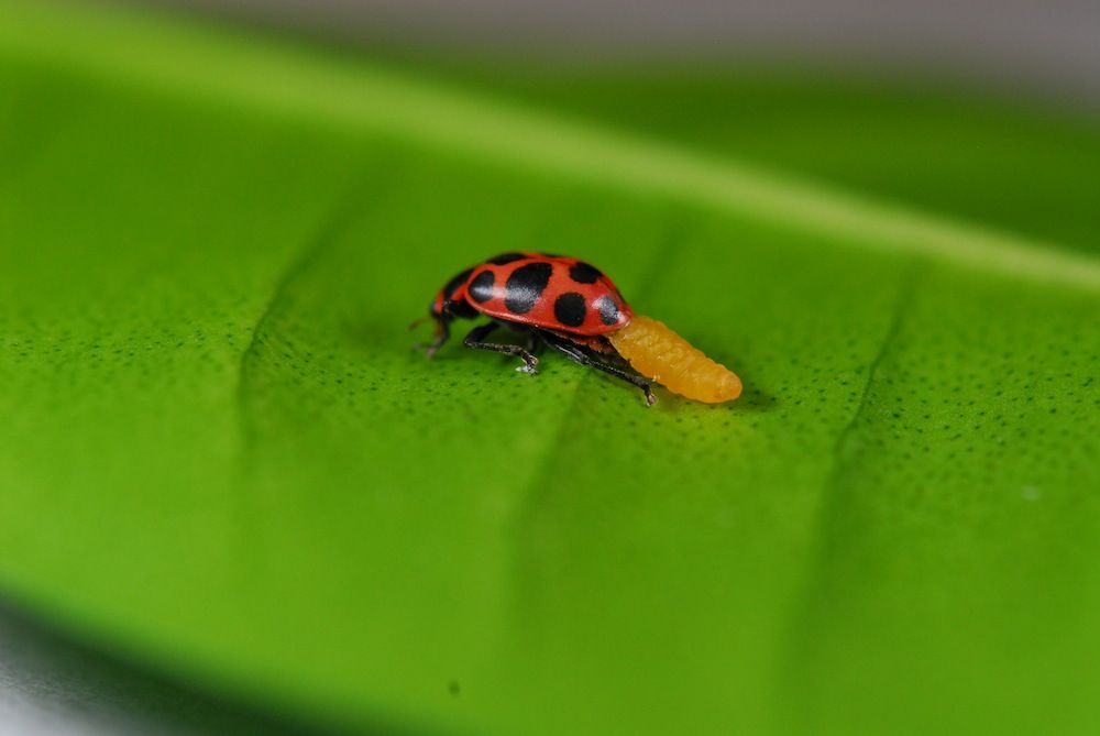 Gruesome Tale: Why Wasps Live Inside Zombie Ladybugs | Live Science