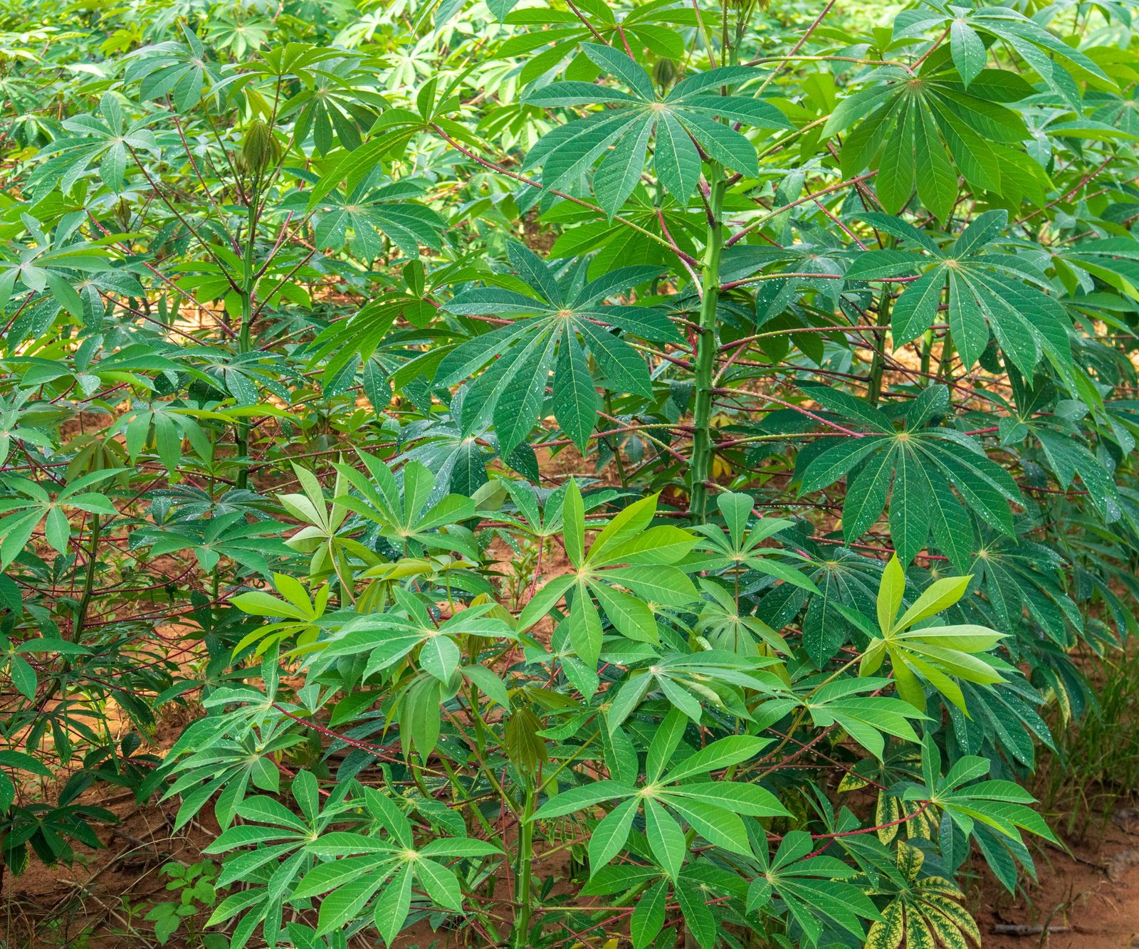 How to grow cassava - expert tips for great crops of roots | Homes and Gardens