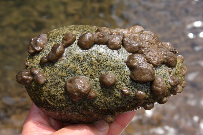 Yuck! Photos of 'Rock Snot' Algae Infestations | Live Science