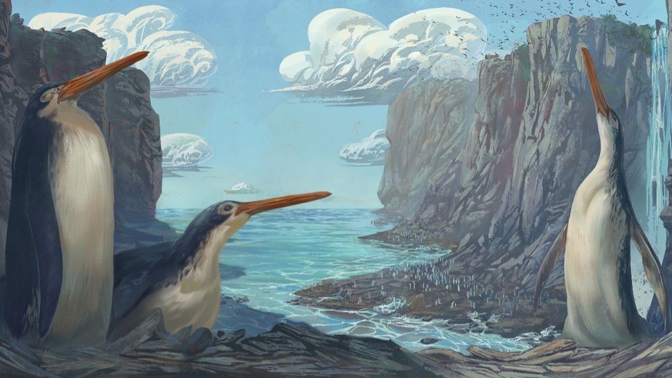 Kids discover giant penguin’s fossil skeleton in New Zealand | Live Science