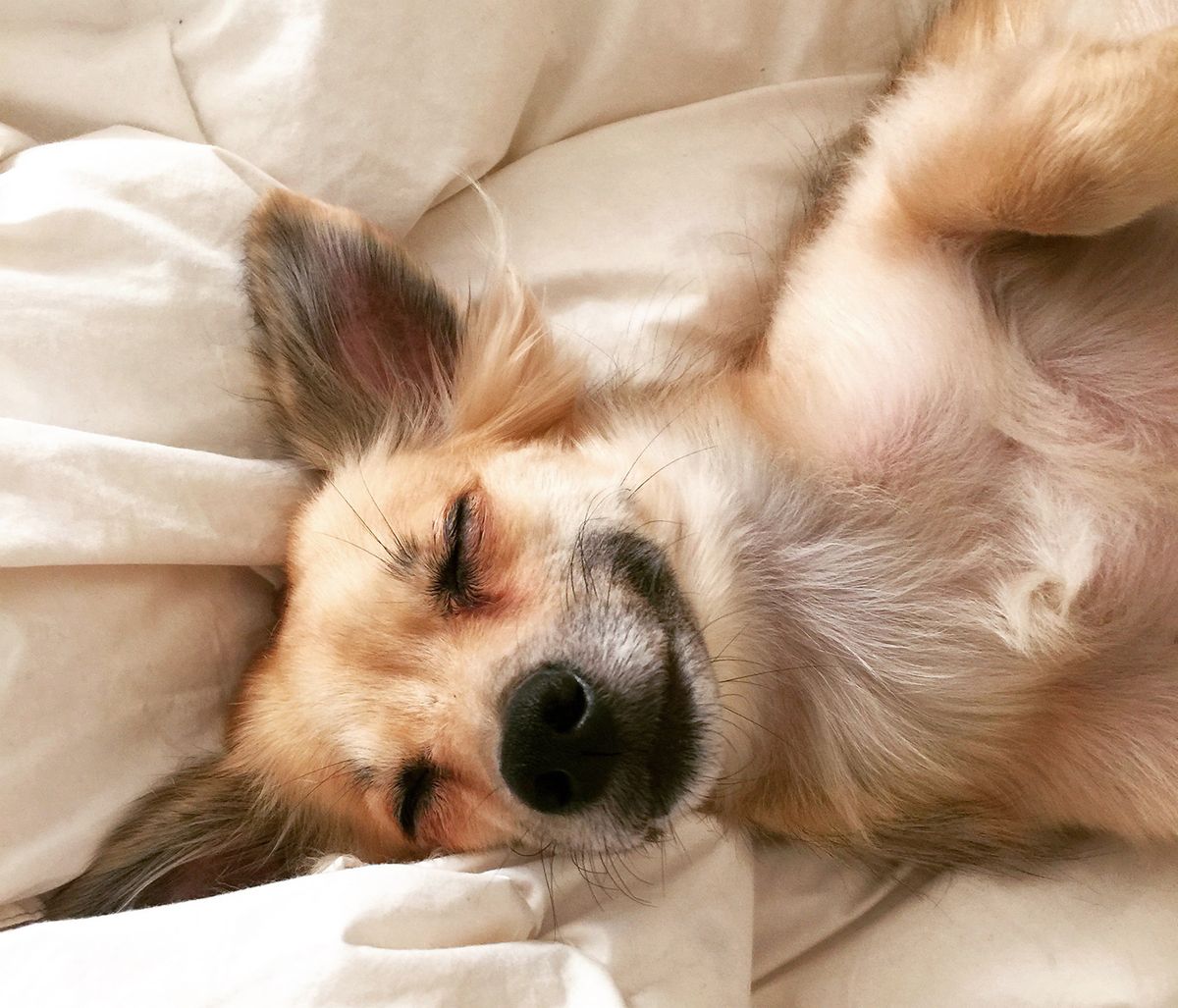 12 pet photography tips: How to take great pictures of your cat or dog ...
