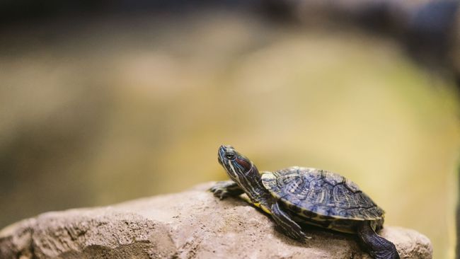 32 tips for taking care of pet turtles | PetsRadar