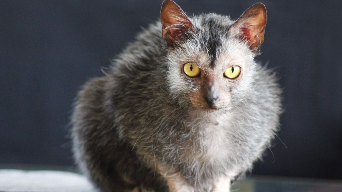 Unusual looking cats: 10 striking felines | PetsRadar