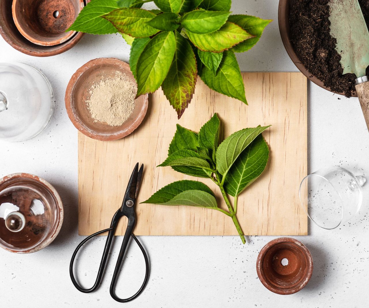 How To Propagate A Hydrangea From Cuttings | Gardening Know How