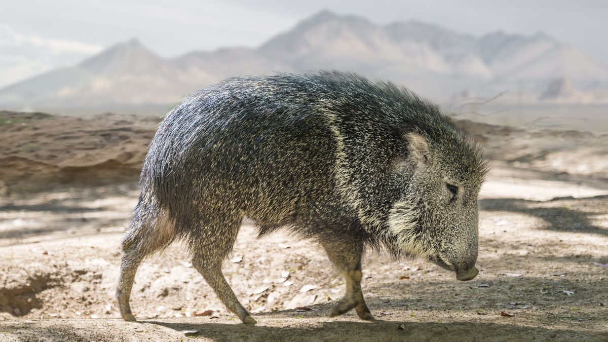 What is a javelina? And what should you do if you meet one on a hike ...