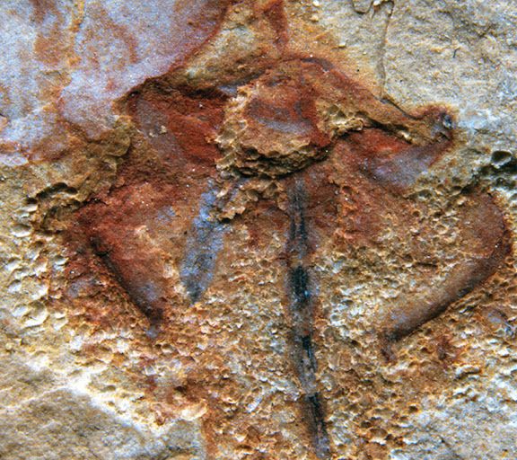 Image Gallery: Bizarre Cambrian Creature | Live Science