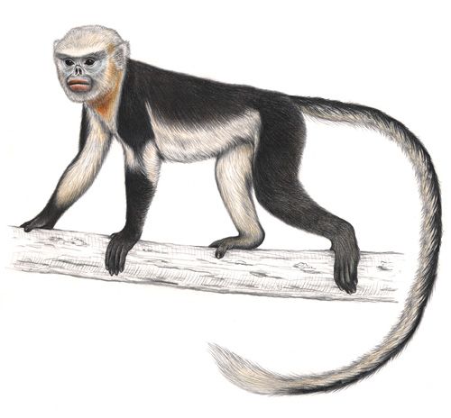 Image Gallery: 25 Primates in Peril: Page 2 | Live Science