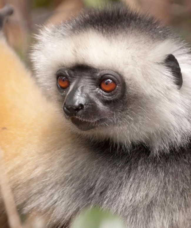 Wild Madagascar: Photos Reveal Island's Amazing Lemurs | Live Science