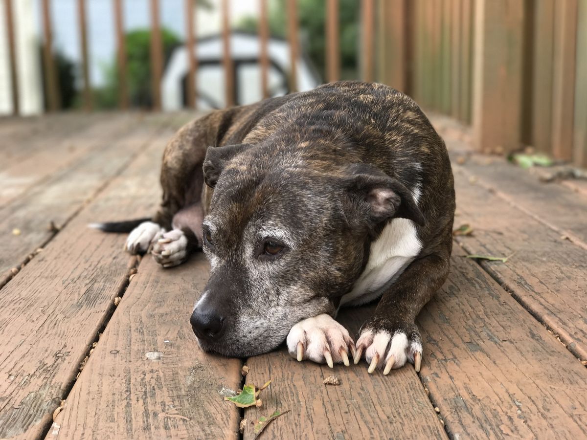 Camera tests: iPhone 7 Plus Portrait mode vs a Canon DSLR | iMore