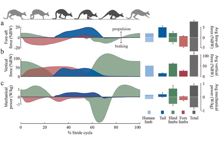 Photos: Kangaroos Use Tails to Walk | Live Science