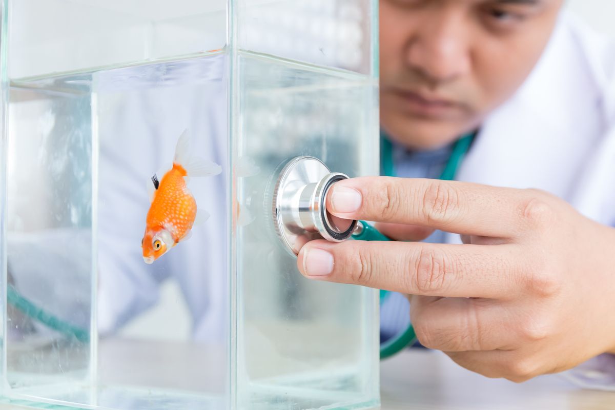 The Week contest: Fish surgery | The Week