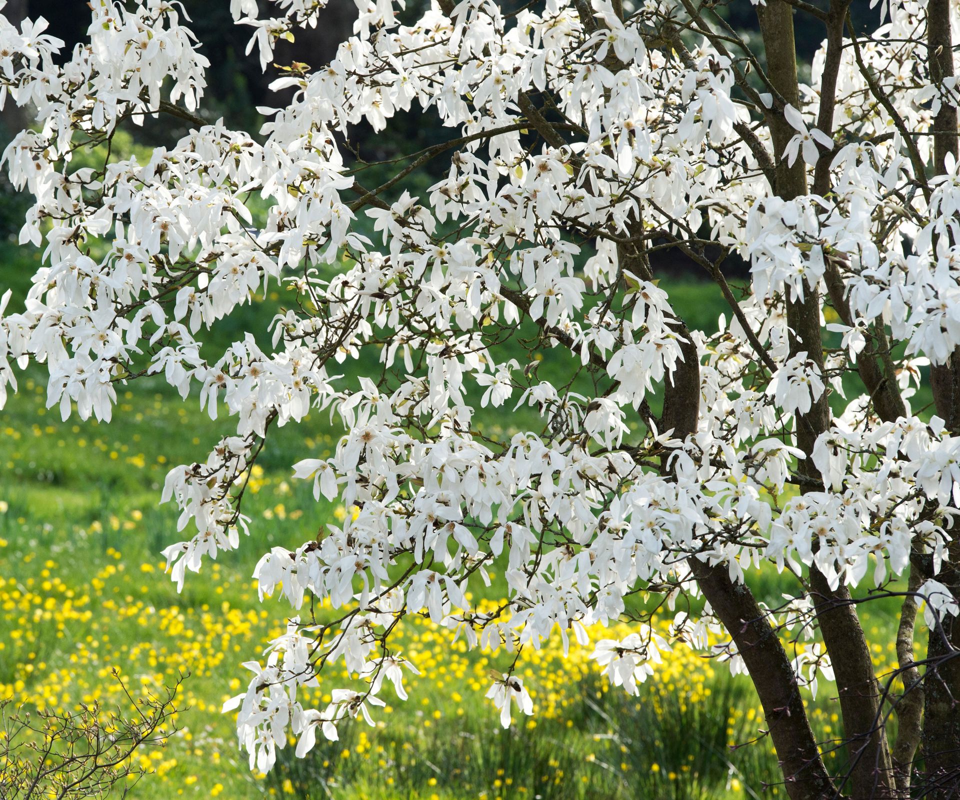 Best magnolia trees: 8 types to add to your yard | Homes and Gardens