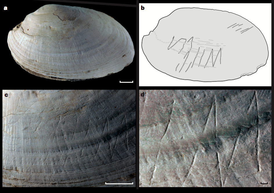 540,000-Year-Old Shell Carvings May Be Human Ancestor's Oldest Art ...