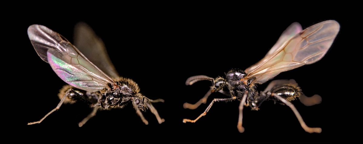'Almost like science fiction': European ant is the first known animal ...
