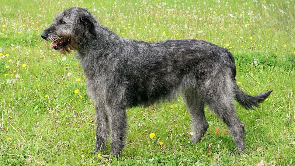 Most expensive dog breeds: Top 10 in the US | PetsRadar