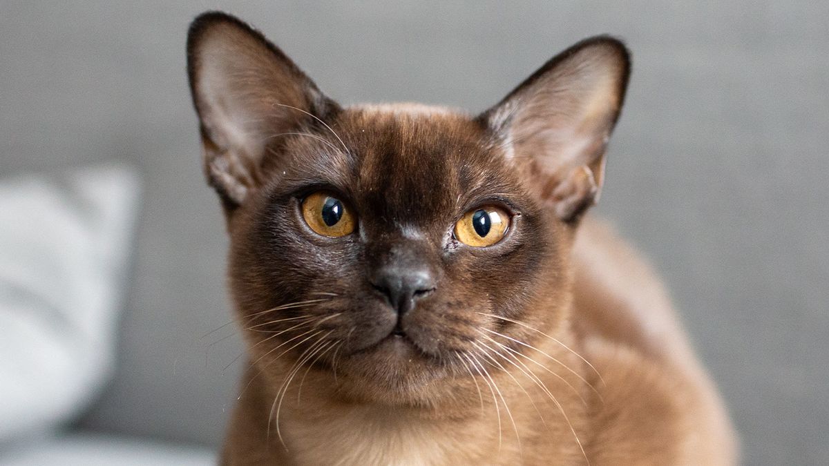 Burmese cat: Breed profile and information | PetsRadar