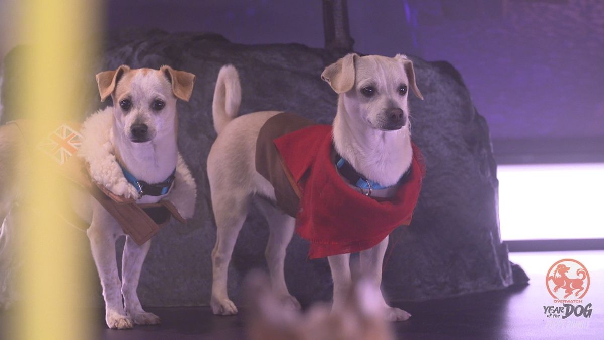 The Overwatch 'Puppy Rumble' celebrates the Year of the Dog with real ...