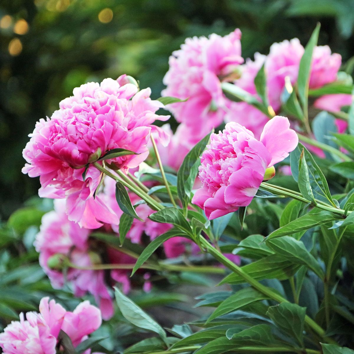 How To Support Peonies Keep Flowers From Falling Over Gardening Know How