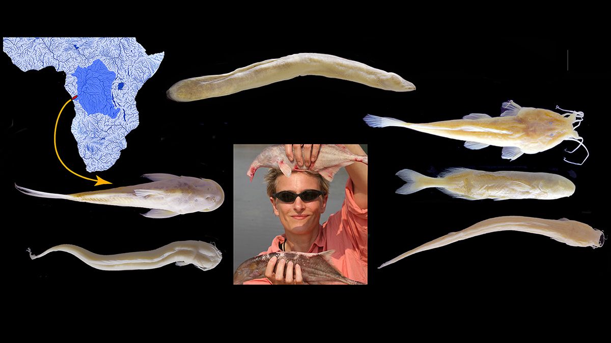 Dying Fish Revealed Congo Is World's Deepest River | Live Science