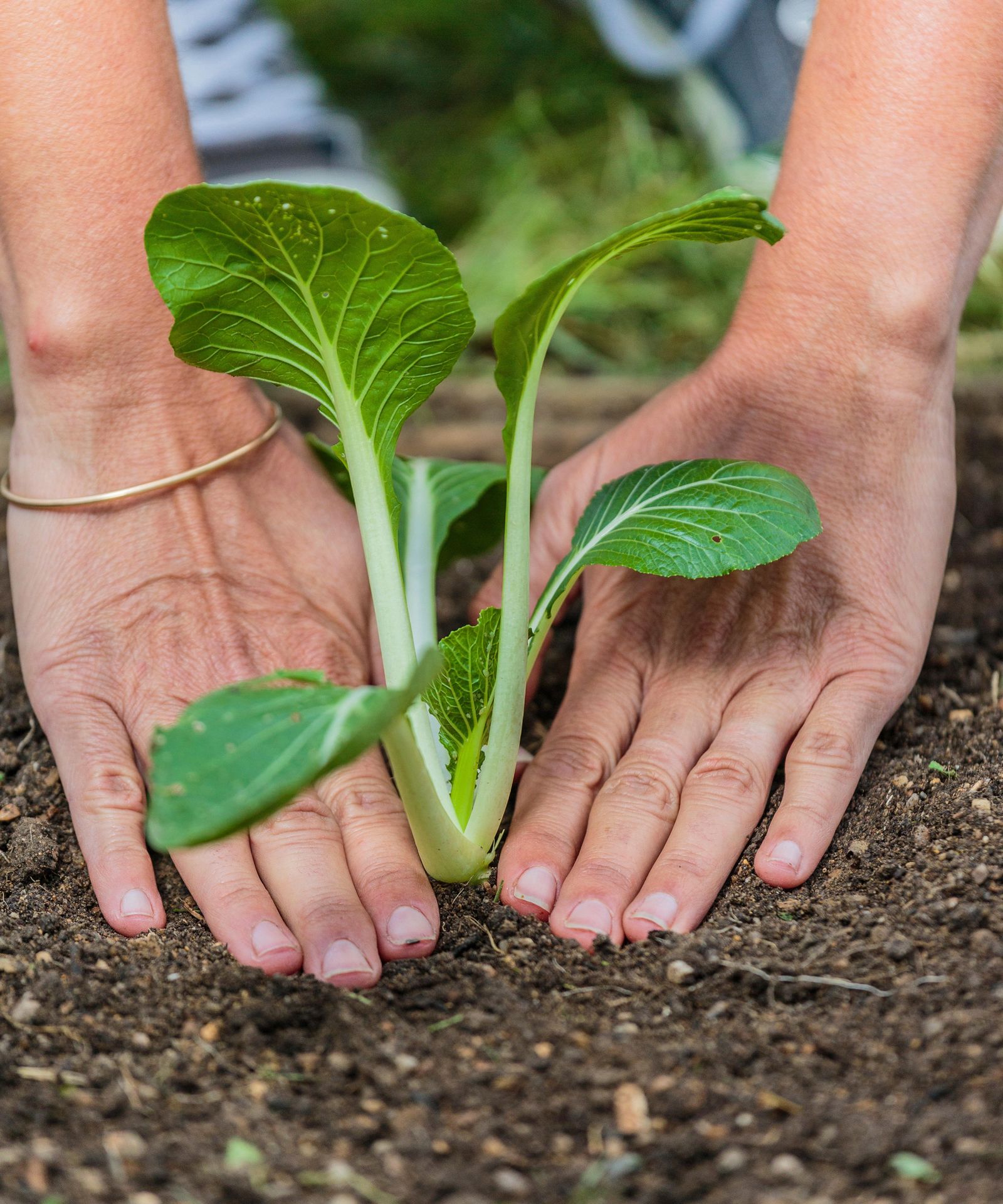 How to grow pak choi: expert planting, growing and care tips | Gardeningetc