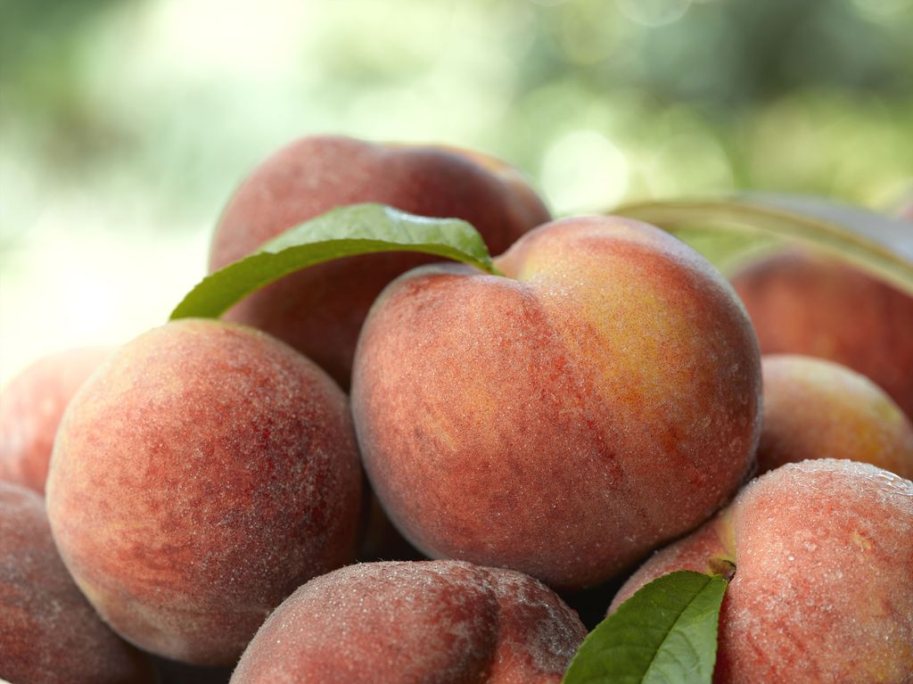 How to grow your own peaches: The best varieties to choose, where to ...