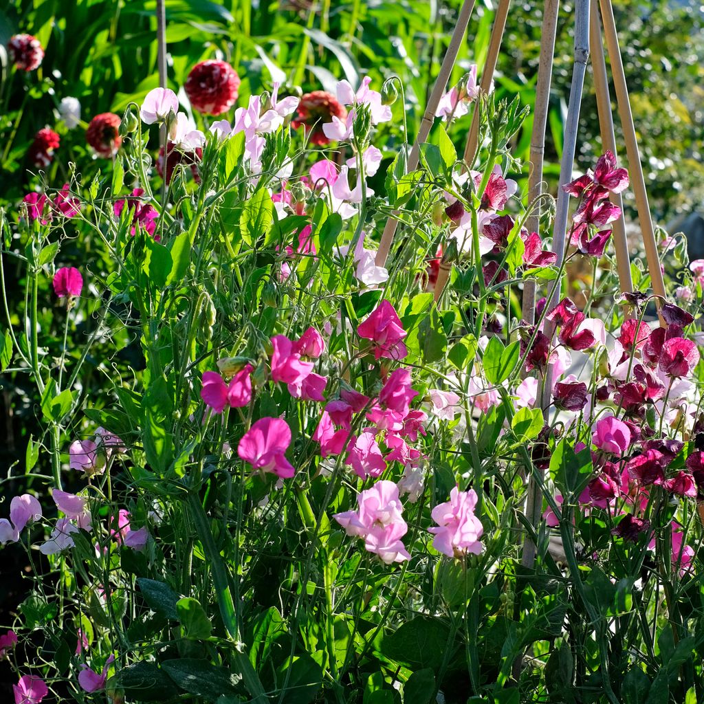 How to pinch sweet peas for bigger blooms | Ideal Home