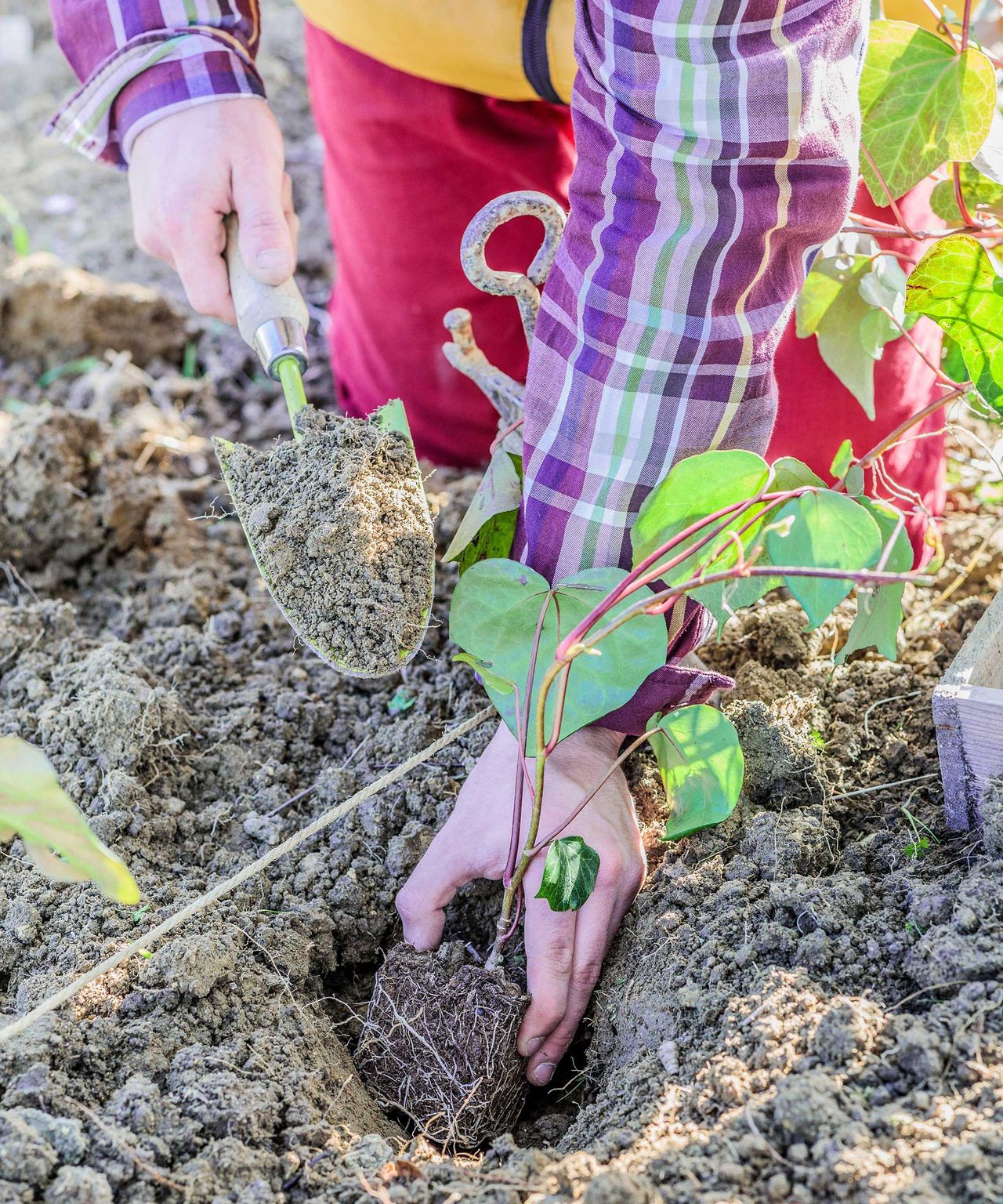 Ivy care and growing guide: tips for these climbing vines | Gardeningetc