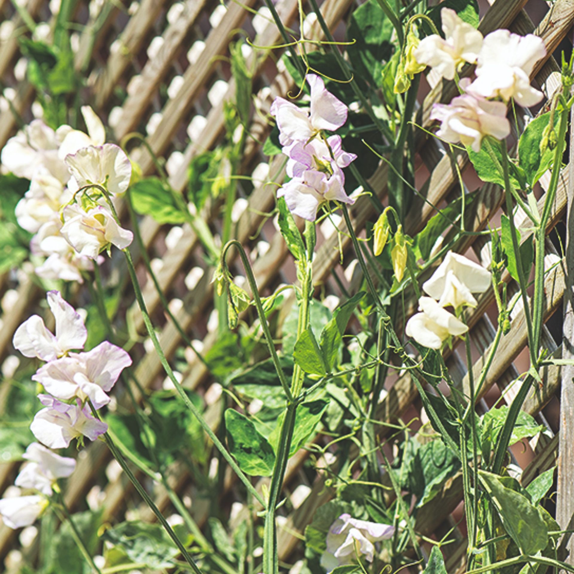 When to sow sweet peas outdoors — and the perfect growing spot | Ideal Home