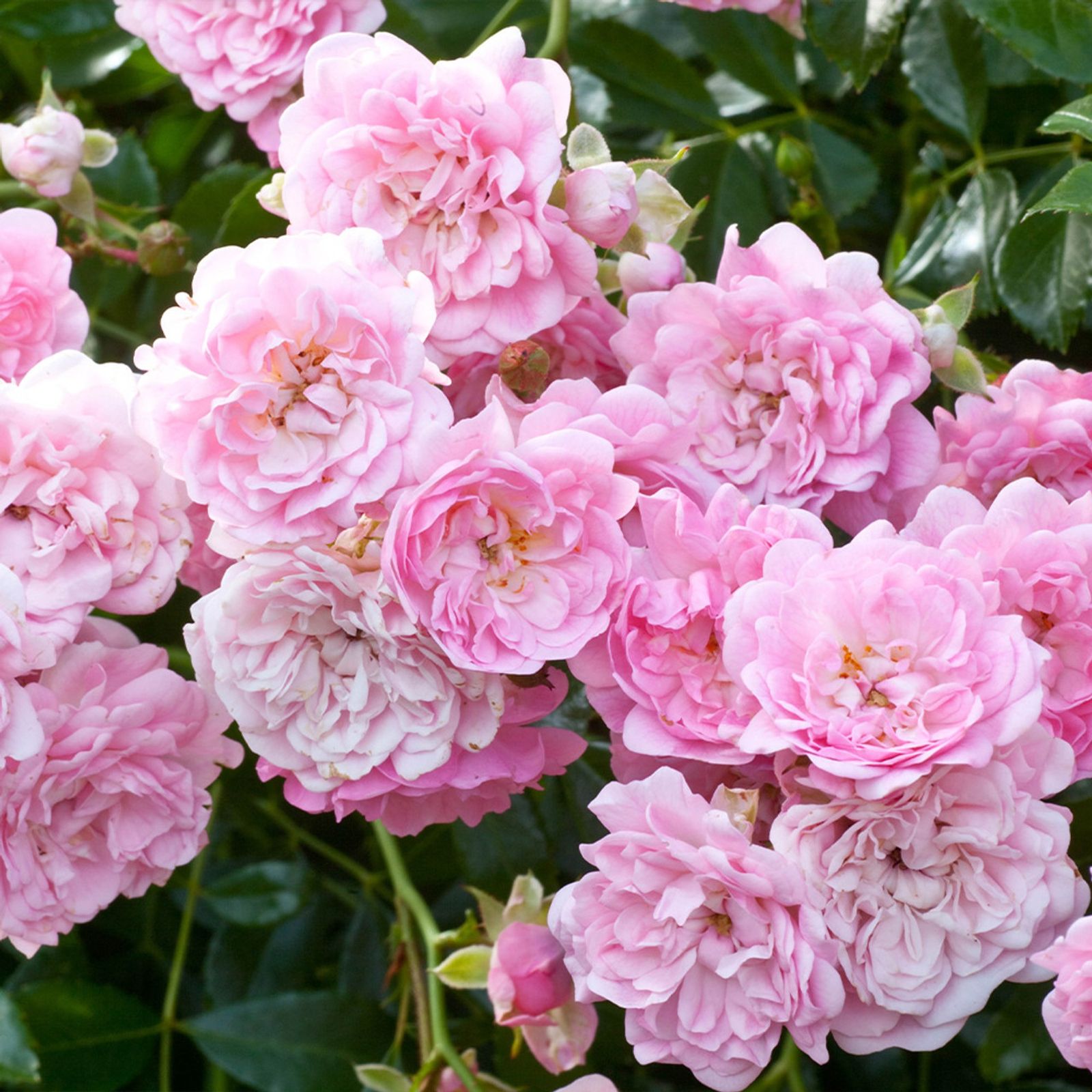 This is where to buy David Beckham's shrub rose of choice | Ideal Home