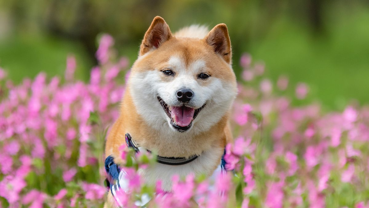 32 cutest dog breeds from around the world | PetsRadar