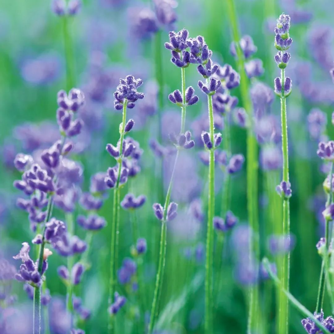 How Far Apart Should You Plant Lavender? This Method Will Give You ...