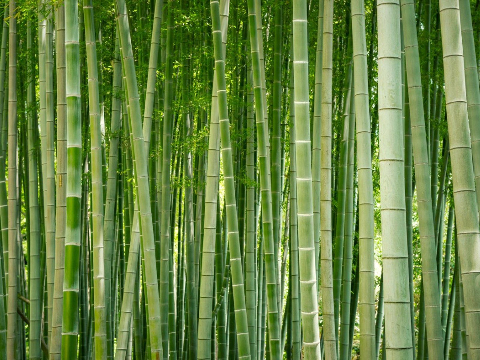 Bamboo Control: How To Get Rid Of Bamboo | Gardening Know How