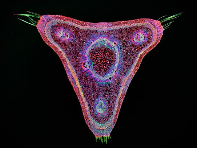 Tiny Grandeur: Stunning Photos of the Very Small | Live Science