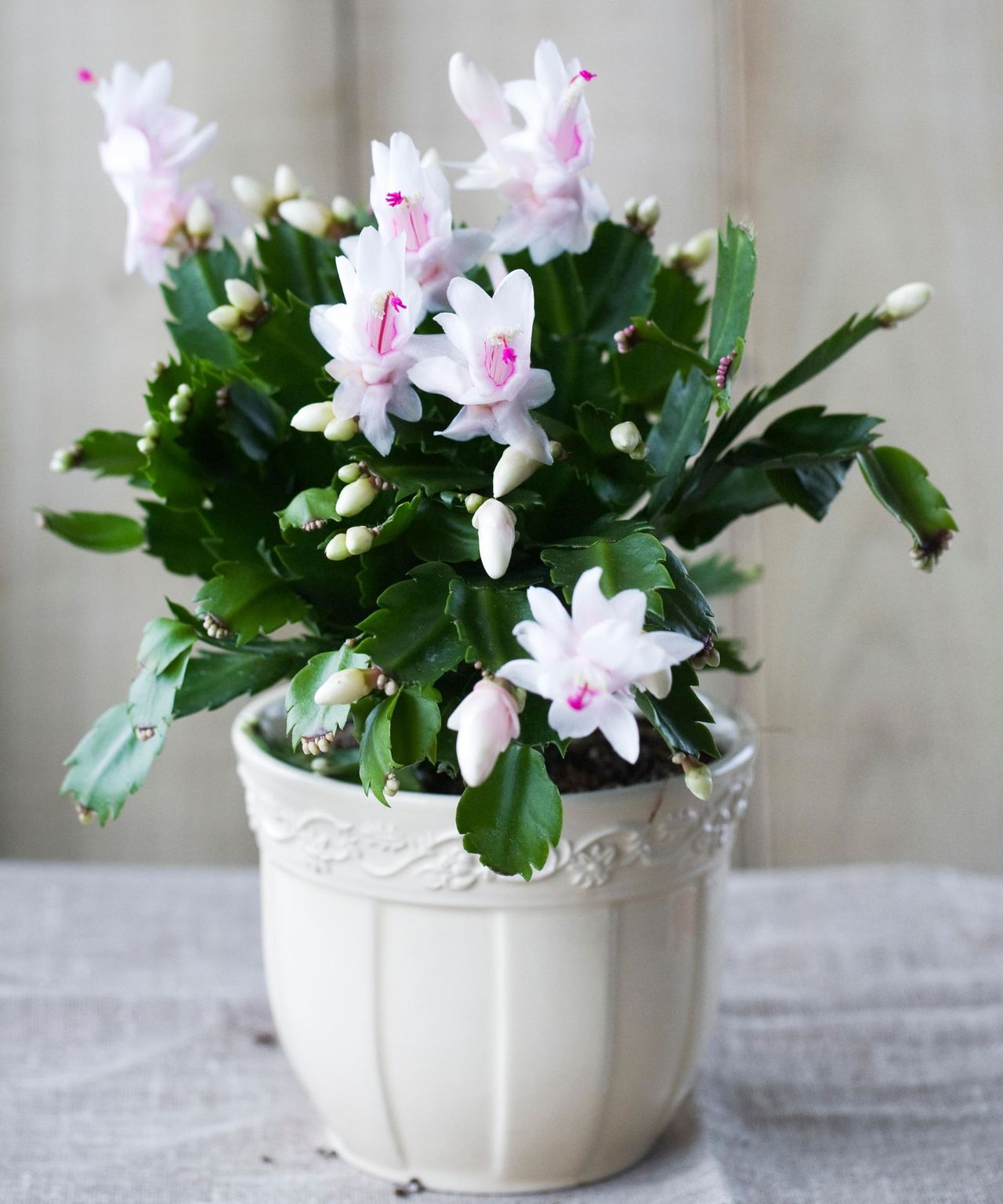 Why is my Christmas cactus not blooming? | Homes and Gardens