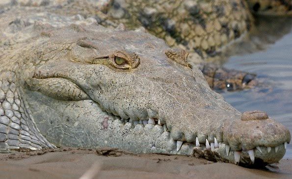 Alligators vs. Crocodiles: Photos Reveal Who's Who | Live Science
