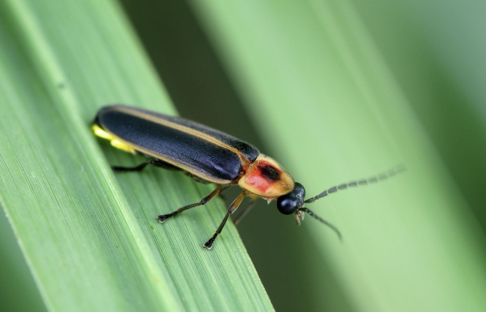 Ways To Attract Lightning Bugs: How To Get Lightening Bugs In Your Yard ...