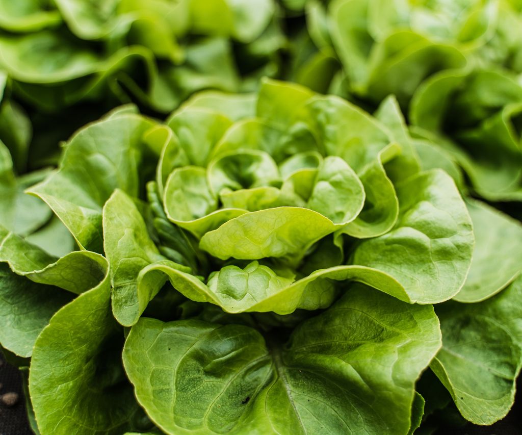 Fast-growing vegetables: 10 crops for rapid results | Homes and Gardens