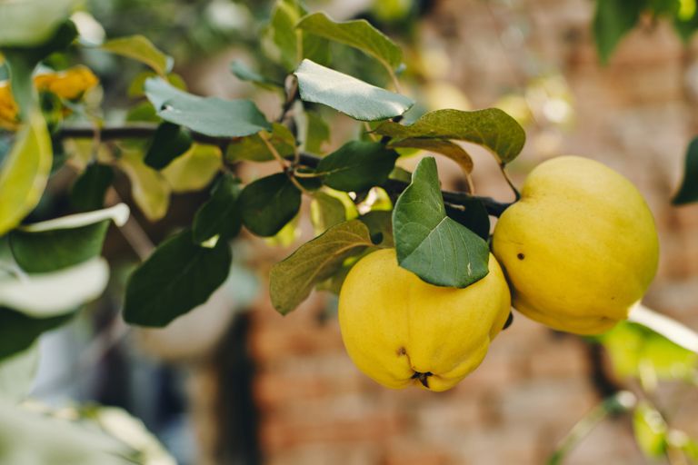 When will your fruit be ready to pick? A complete A-to-Z guide to fruit ...