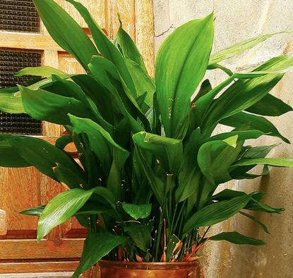 'They make you hopeful' - 5 relaxing plants for your bedroom | Livingetc