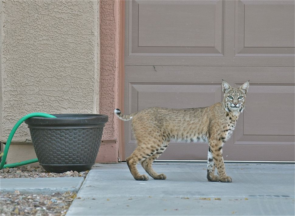Photos: The Many Mammals of the North American Deserts | Live Science