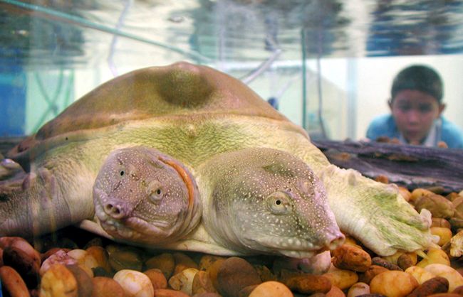 Double takes: 9 curious images of two-headed animals | The Week