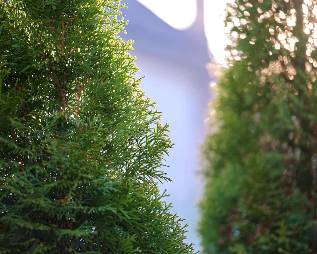 10 trees for privacy and shade in a yard | Real Homes